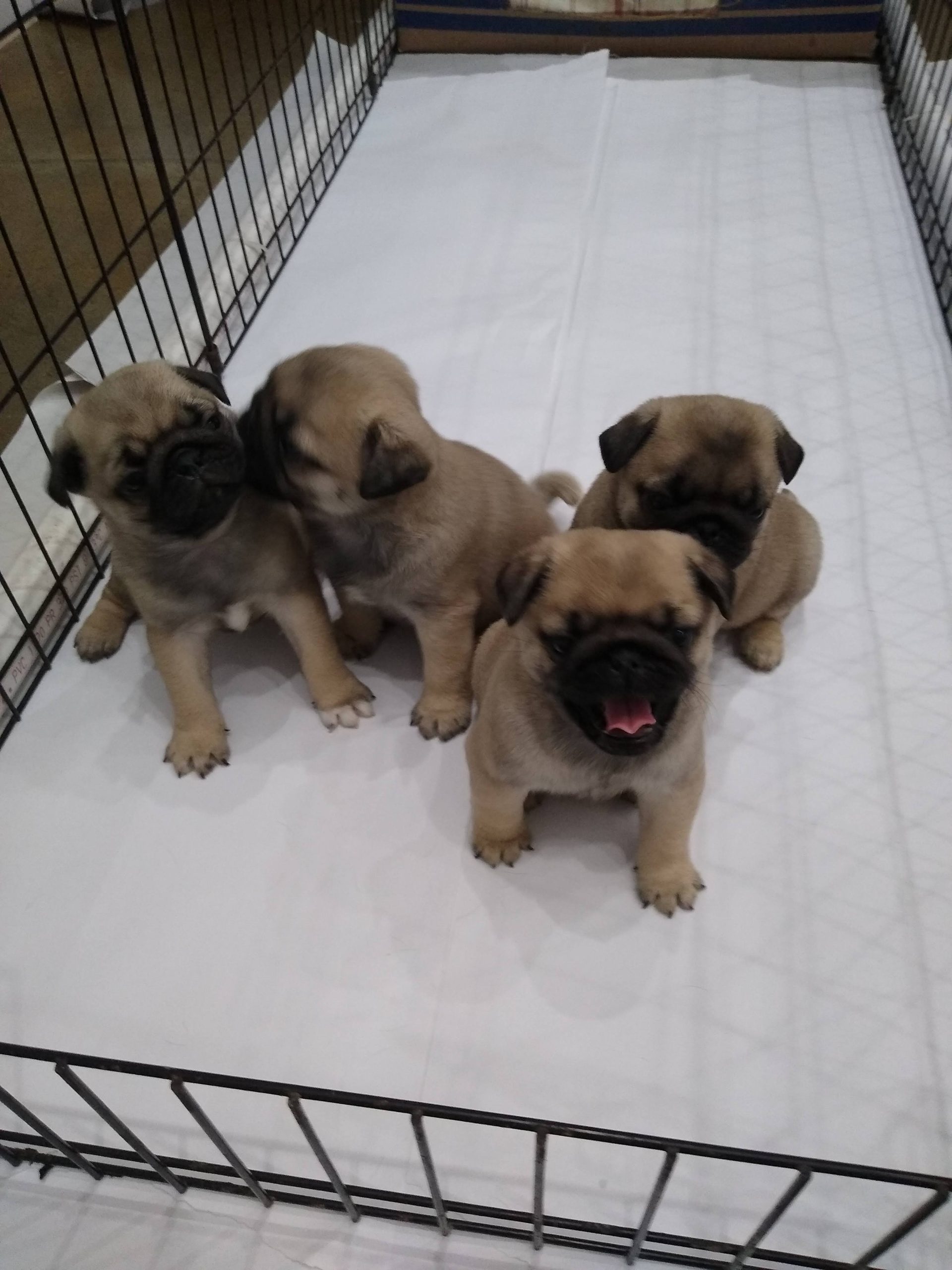 Puppies available - Great River Pugs